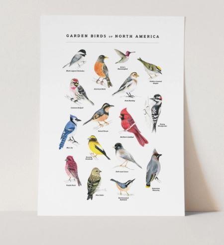 Garden Birds of North American Print – Steeling Home